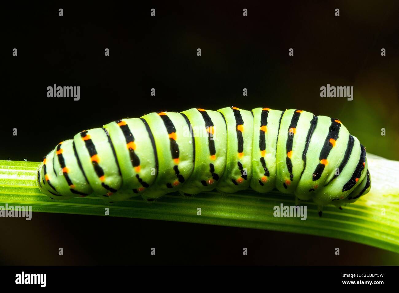 Papilionidae larva hi-res stock photography and images - Alamy