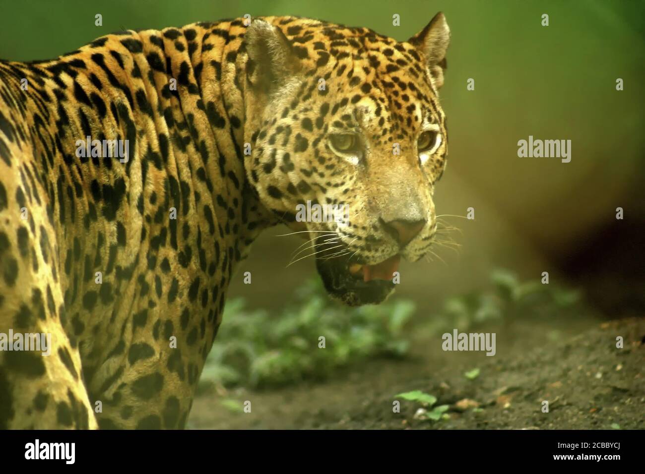 Tropical rainforest jaguar hi-res stock photography and images - Alamy