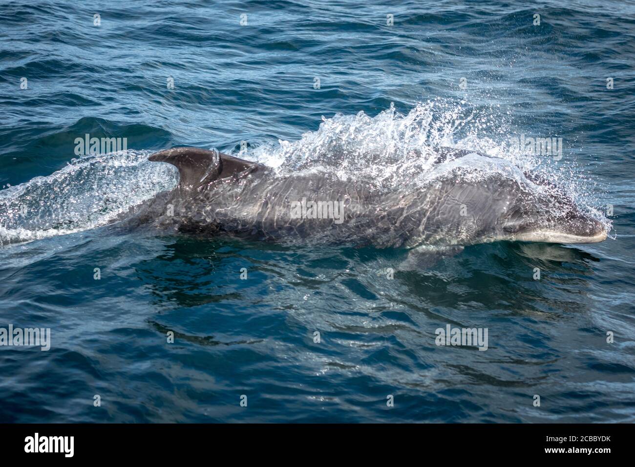 Dolphins off the Irish Coast Stock Photo - Alamy
