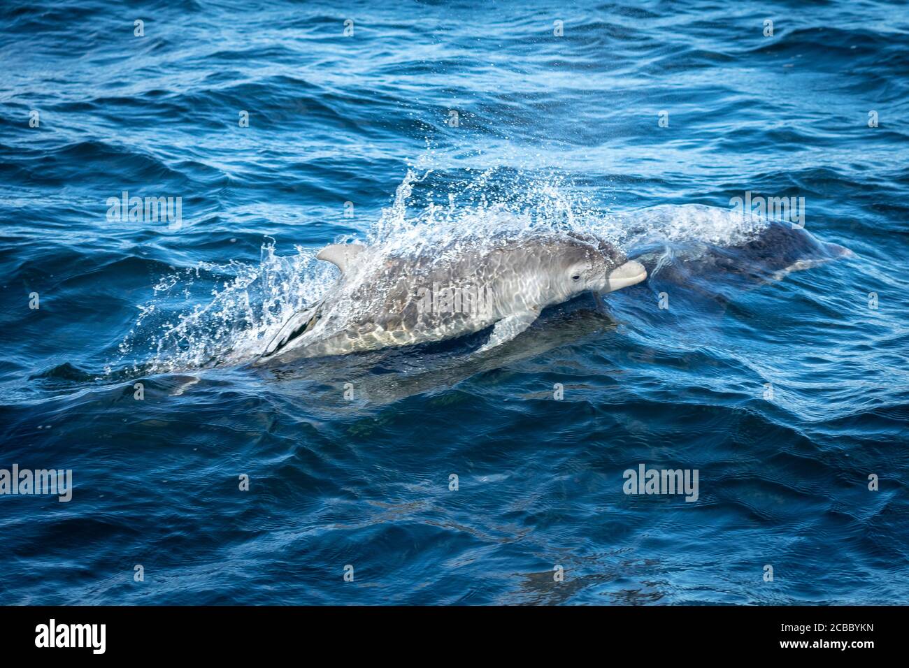 Dolphins off the Irish Coast Stock Photo - Alamy
