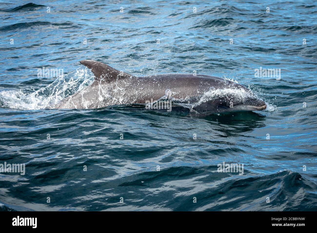 Dolphins off the Irish Coast Stock Photo - Alamy