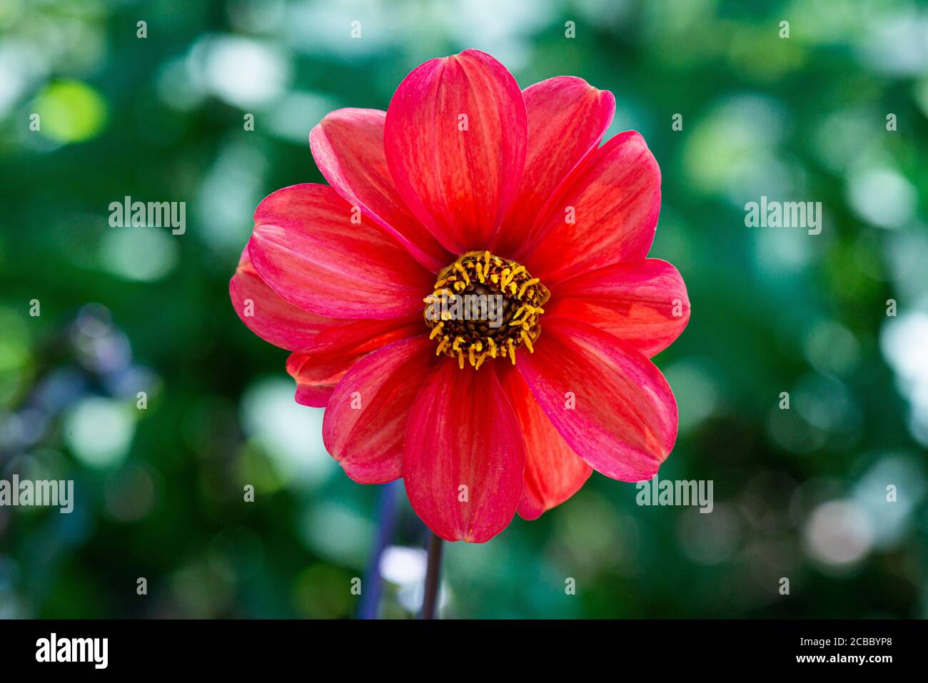 A red dahlia flower Stock Photo - Alamy