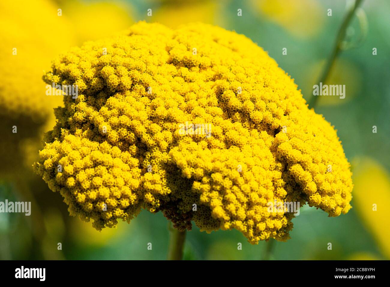 The flower head of a yarrow 'Gold Plate' (Achillea filipendulina 'Gold ...