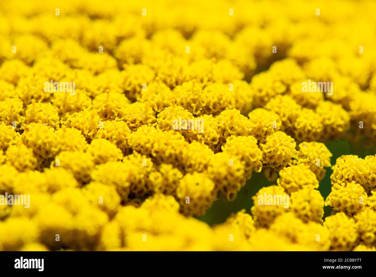 A close up of the flowers of a yarrow 'Gold Plate' (Achillea ...
