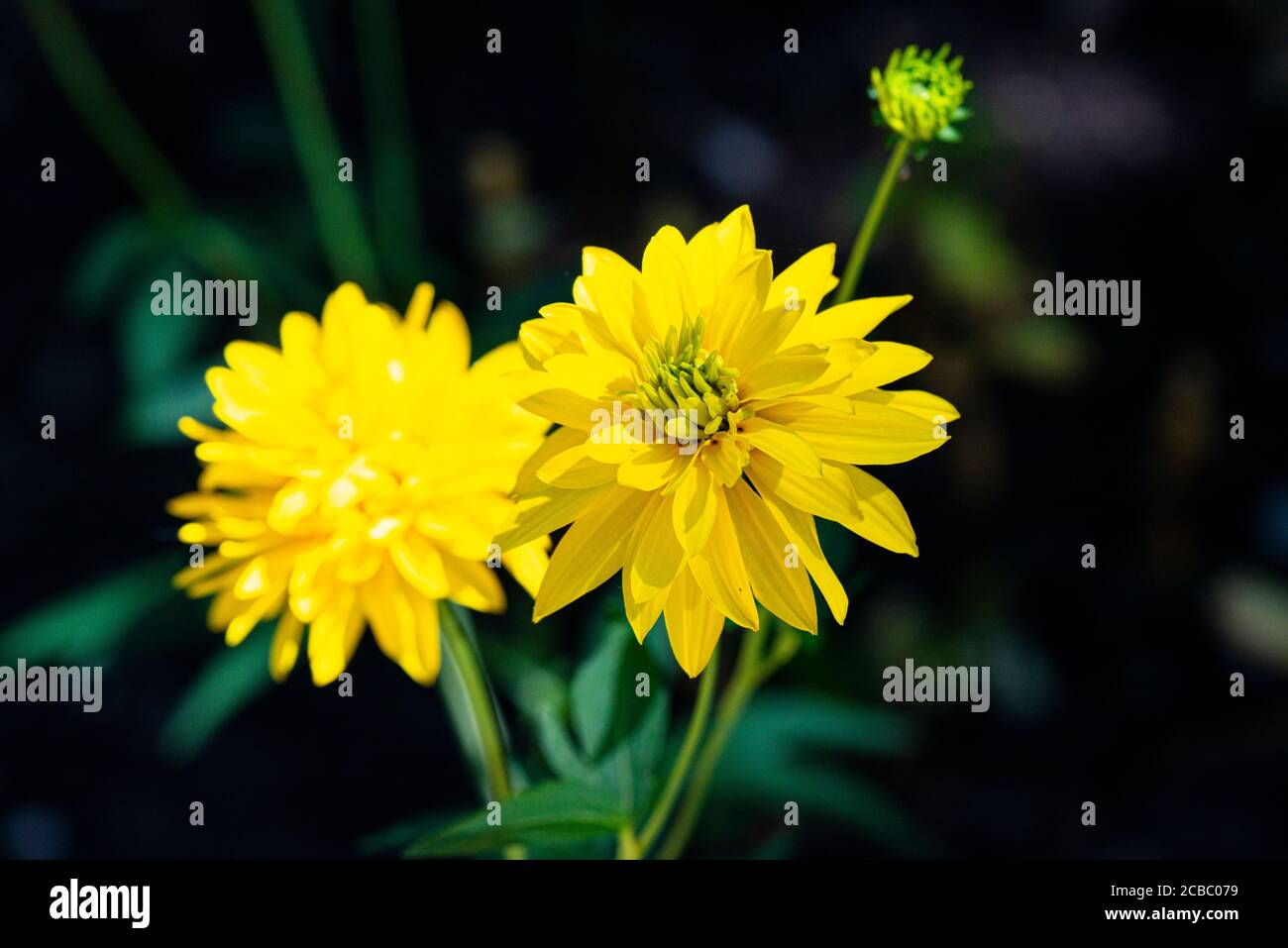 Cutleaf coneflower 'Hortensia' (Rudbeckia laciniata 'Hortensia' Stock ...