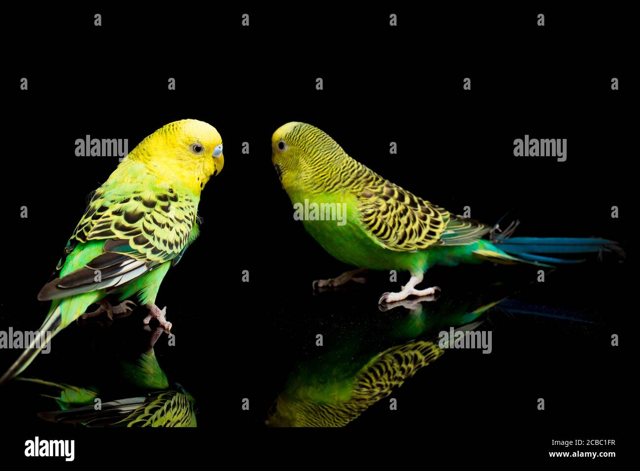 A pair of common parakeets budgerigar bird budgie isolated on black ...