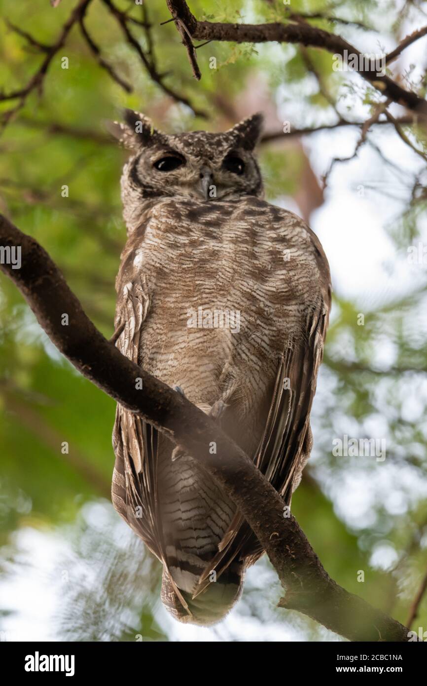 Spotted eagle owl (Bubo africanus) in Kenya Stock Photo - Alamy