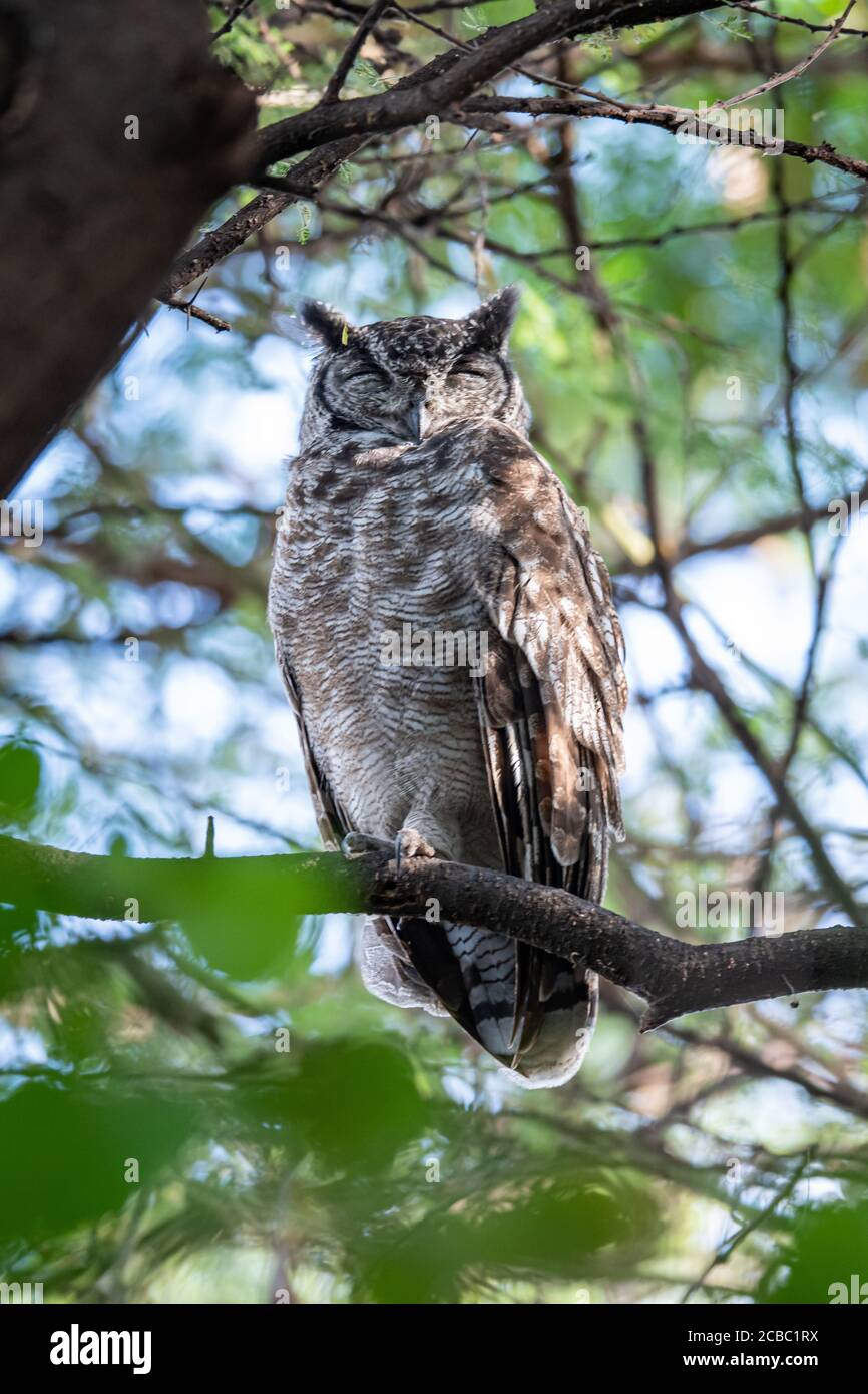 Spotted eagle owl (Bubo africanus) in Kenya Stock Photo - Alamy