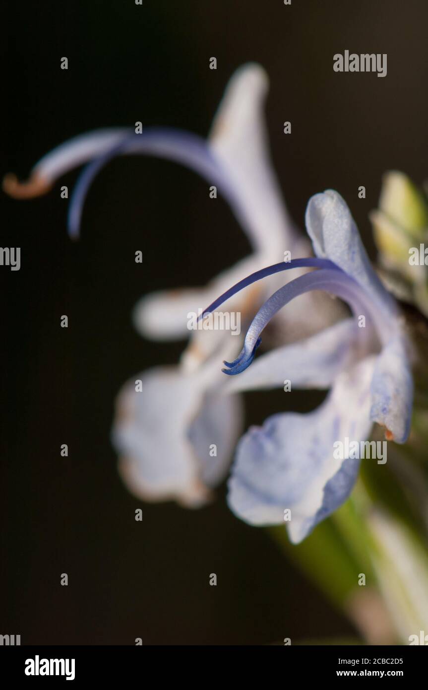 Stamens of a flower of rosemary Rosmarinus officinalis. Pyrenees ...