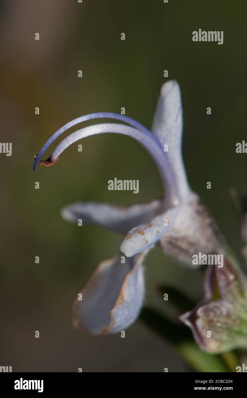 Stamens of a flower of rosemary Rosmarinus officinalis. Pyrenees ...