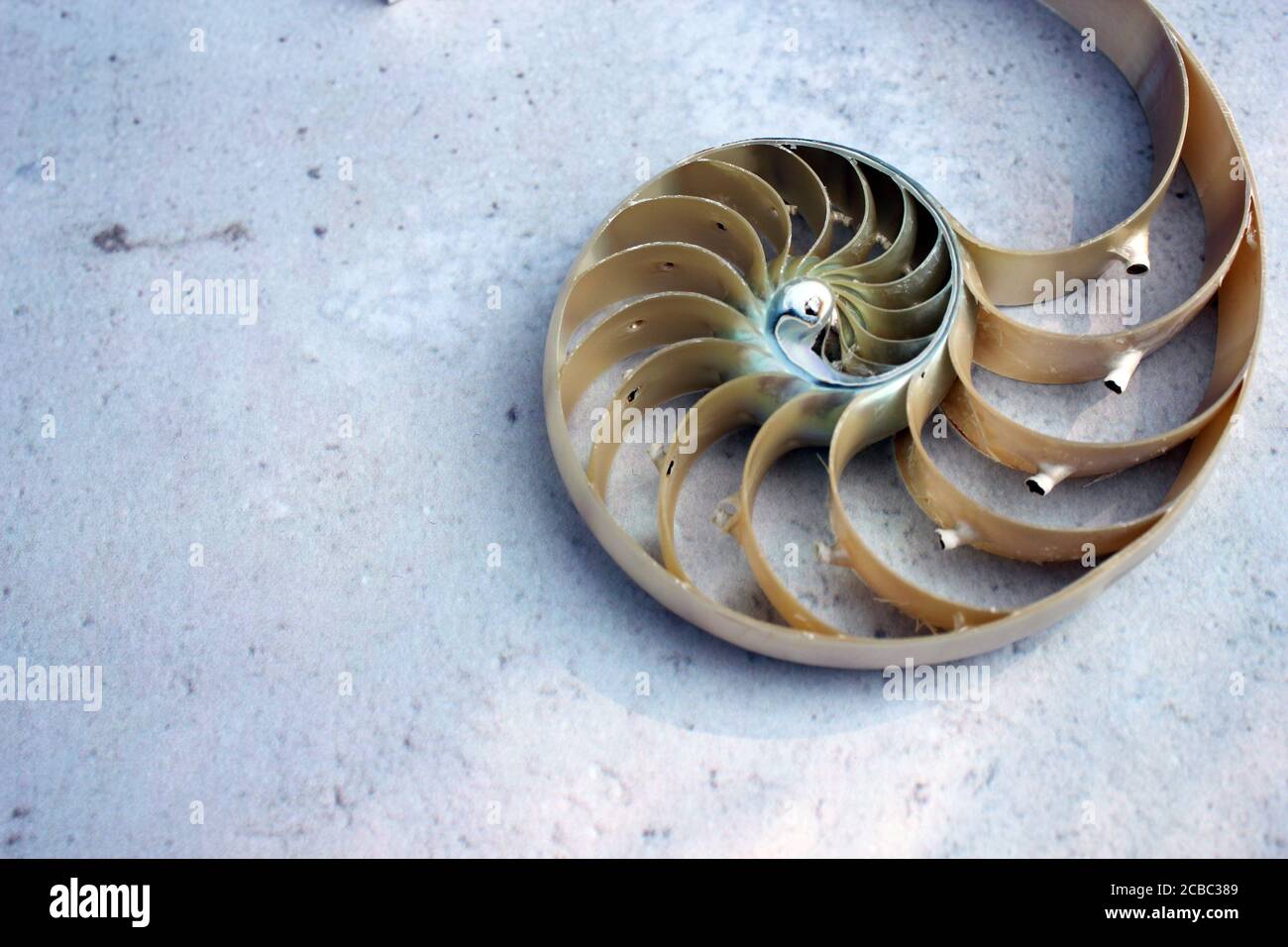 shell nautilus Fibonacci section spiral pearl symmetry half cross ...