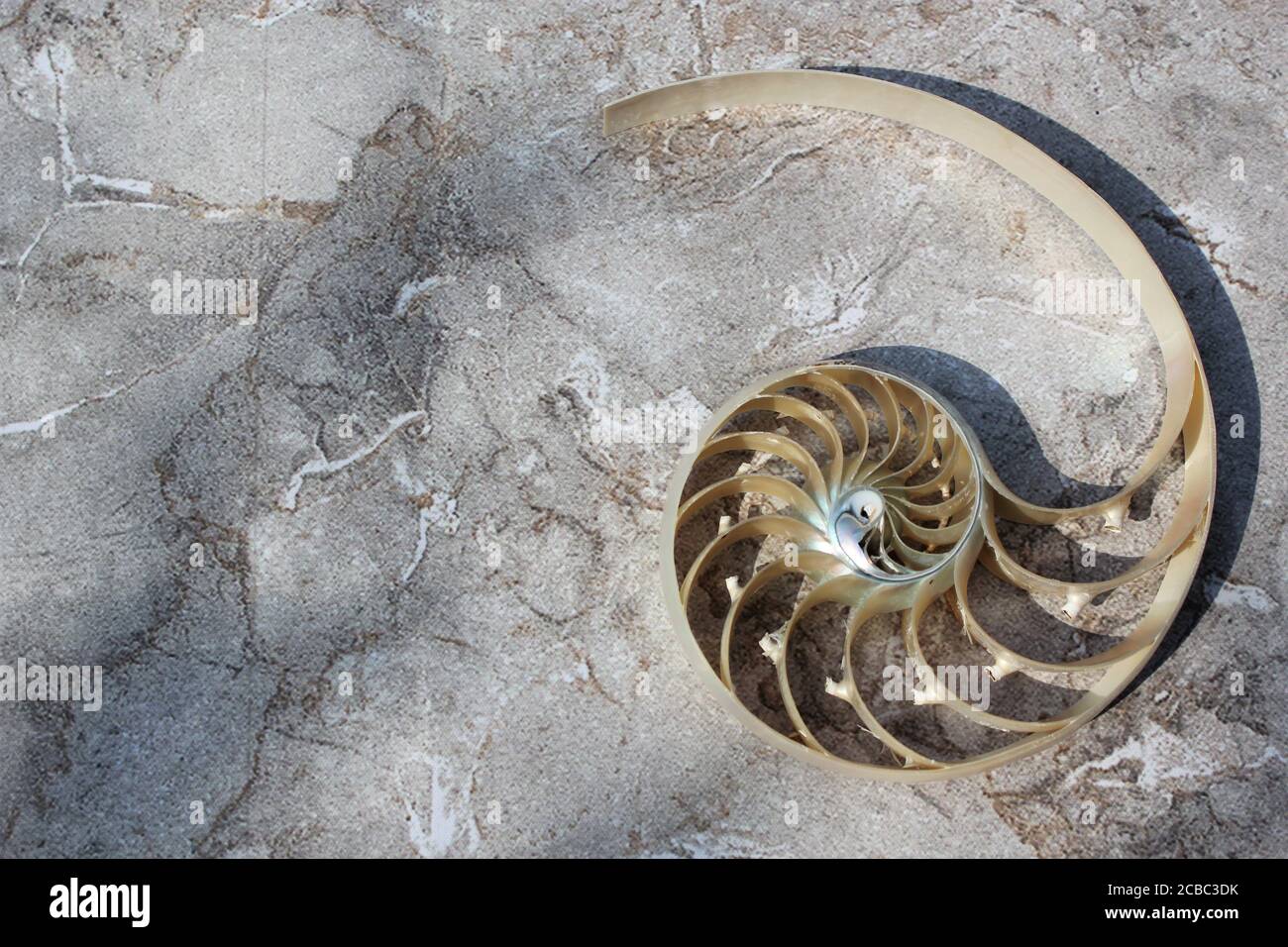 Nautilus shell with copy space concrete stone background cross section ...