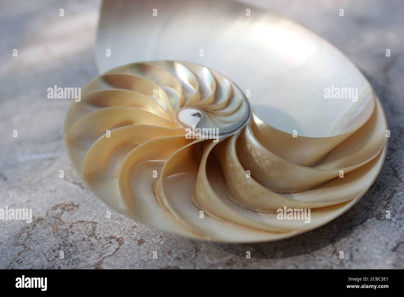 Nautilus shell with copy space concrete stone background cross section symmetry Fibonacci spiral ...
