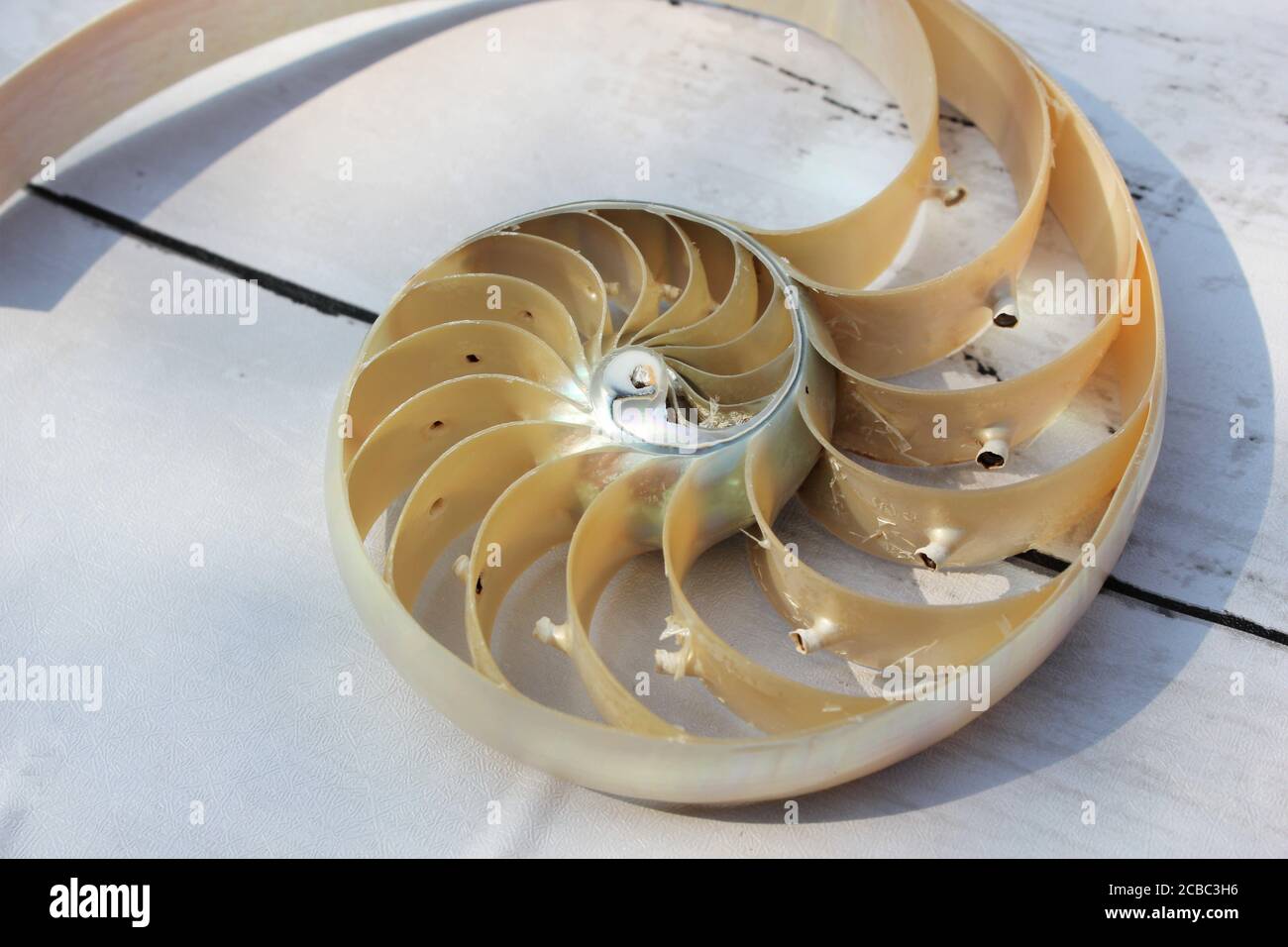 Nautilus shell with copy space concrete stone background cross section ...