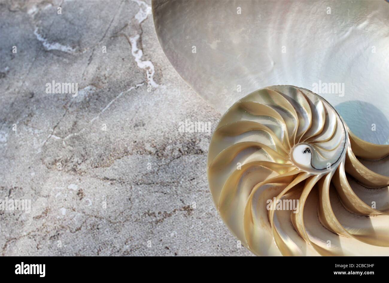 shell nautilus Fibonacci section spiral pearl symmetry half cross ...
