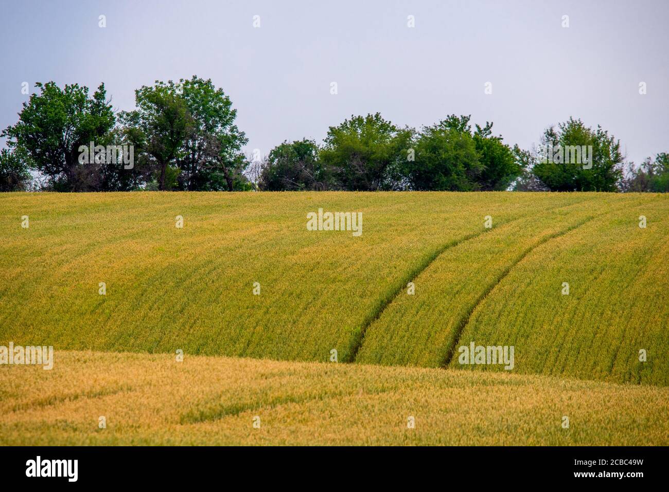 A hill with a yellow wheat field and furrows and trees against the ...