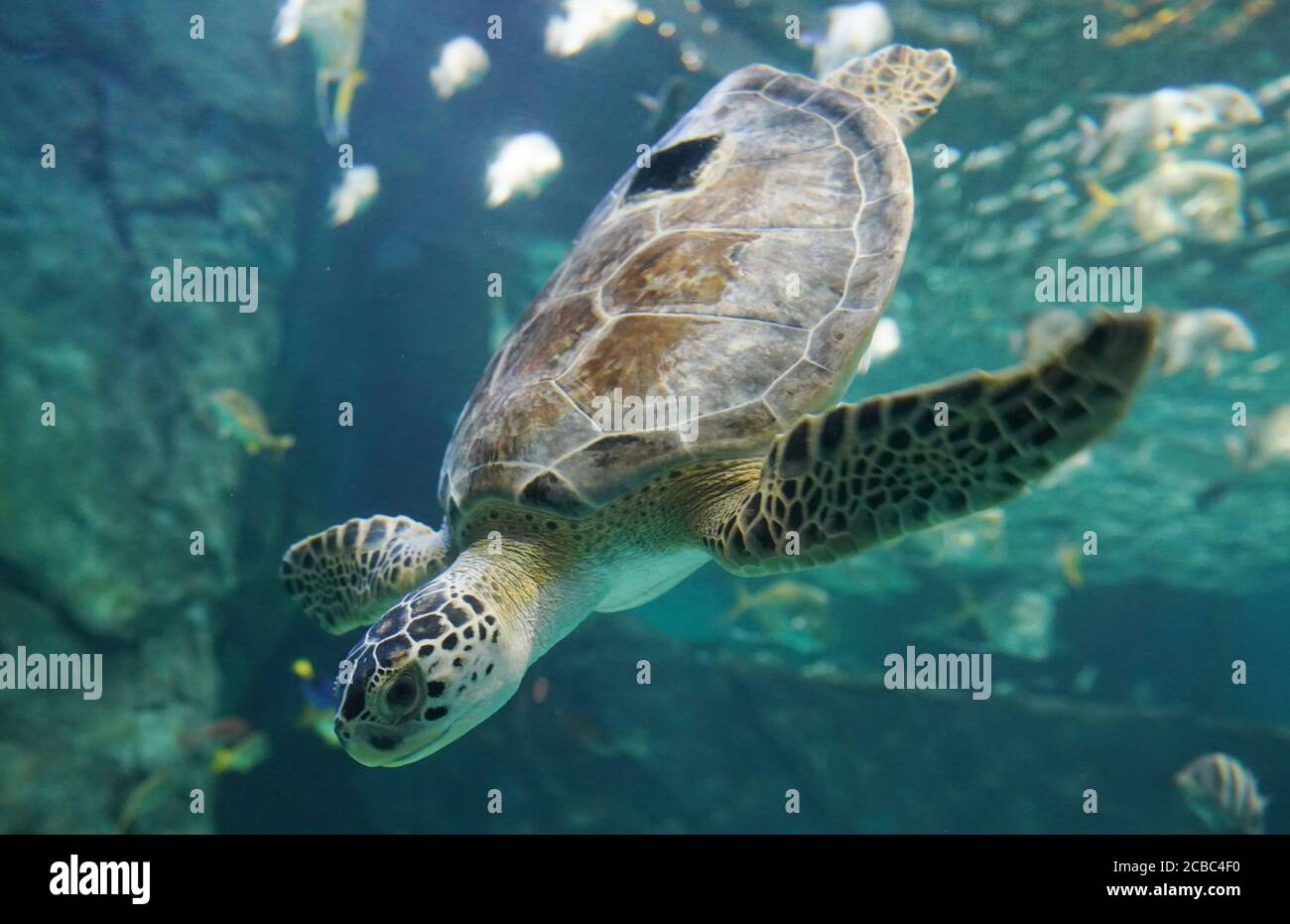 Sea turtle georgia aquarium High Resolution Stock Photography and ...
