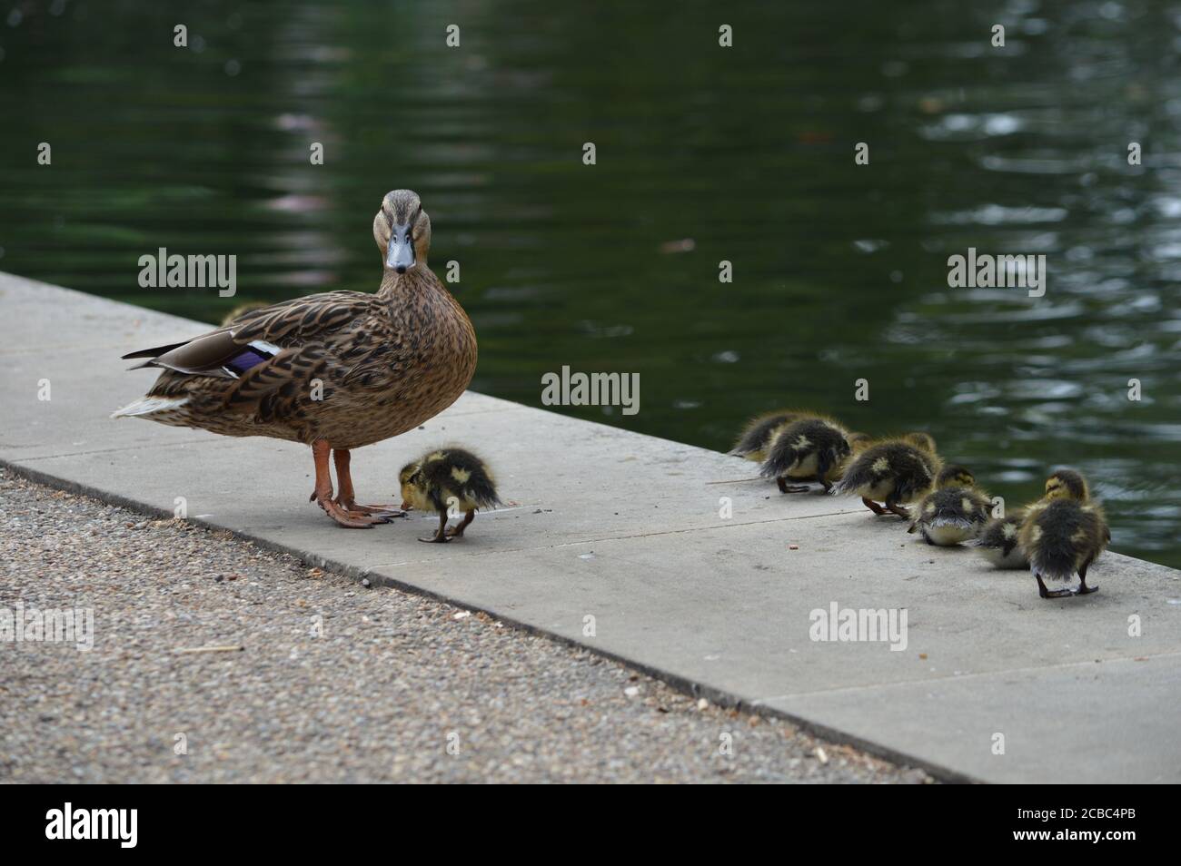 Adult duck hi-res stock photography and images - Alamy
