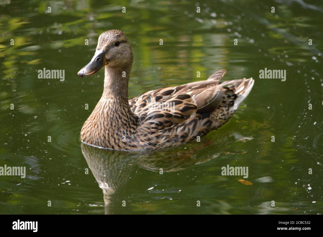 Pond life uk hi-res stock photography and images - Alamy