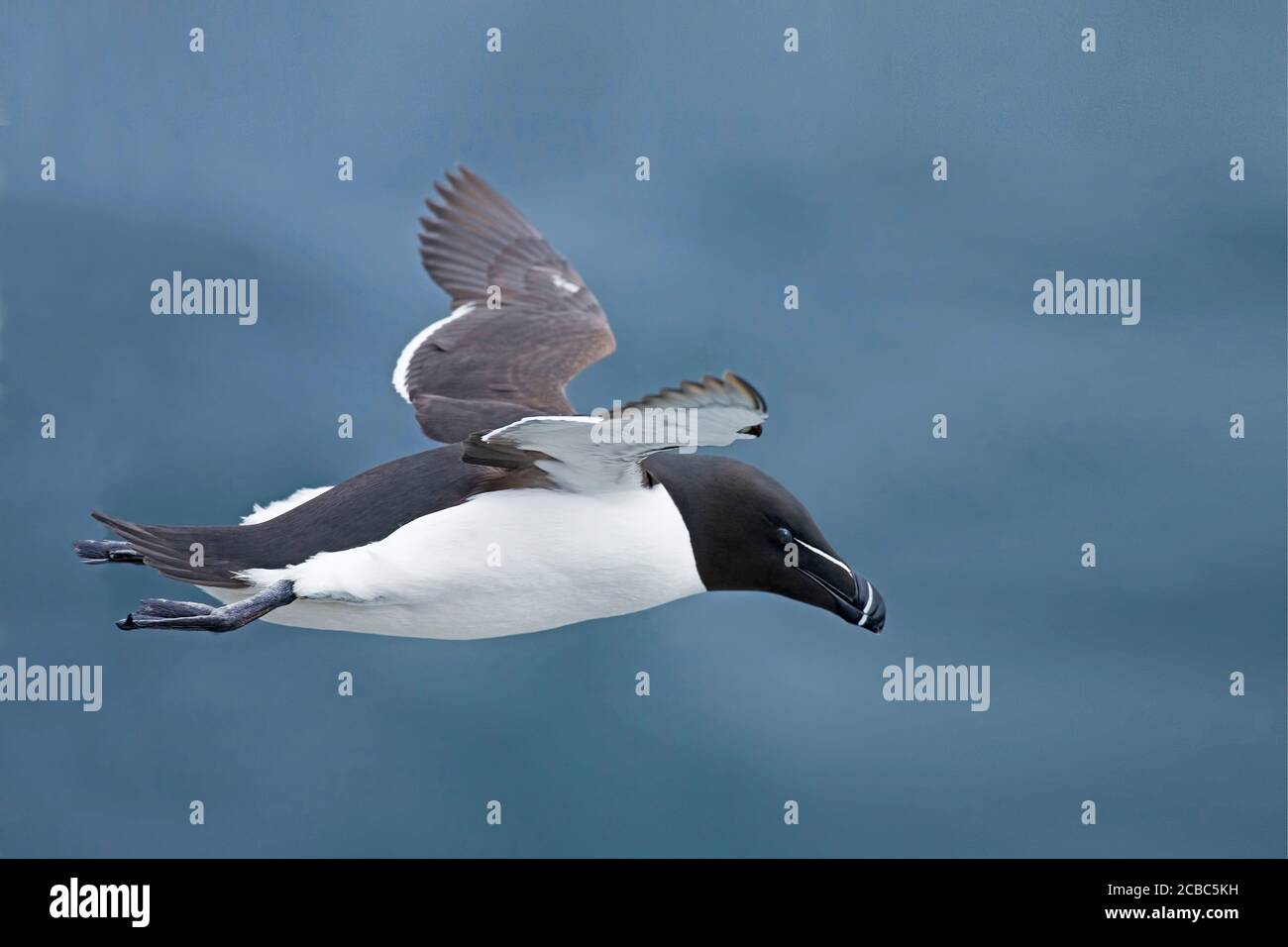Fly flight razorbill hi-res stock photography and images - Alamy