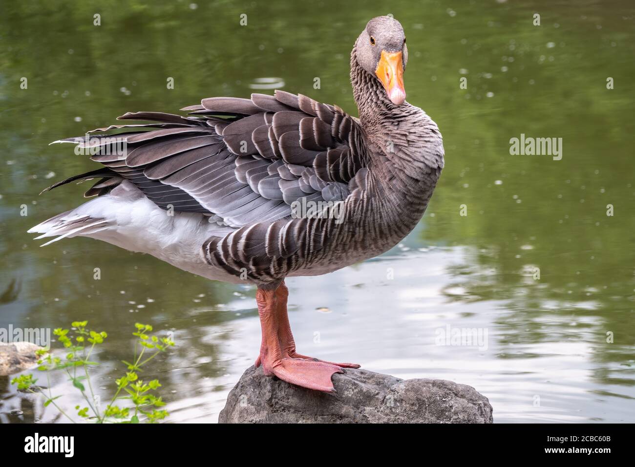 The wild greylag goose standing on the green shore of the pond. The ...