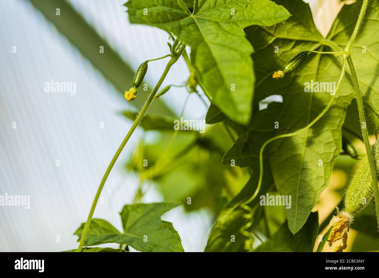 Mini cucumber hi-res stock photography and images - Alamy