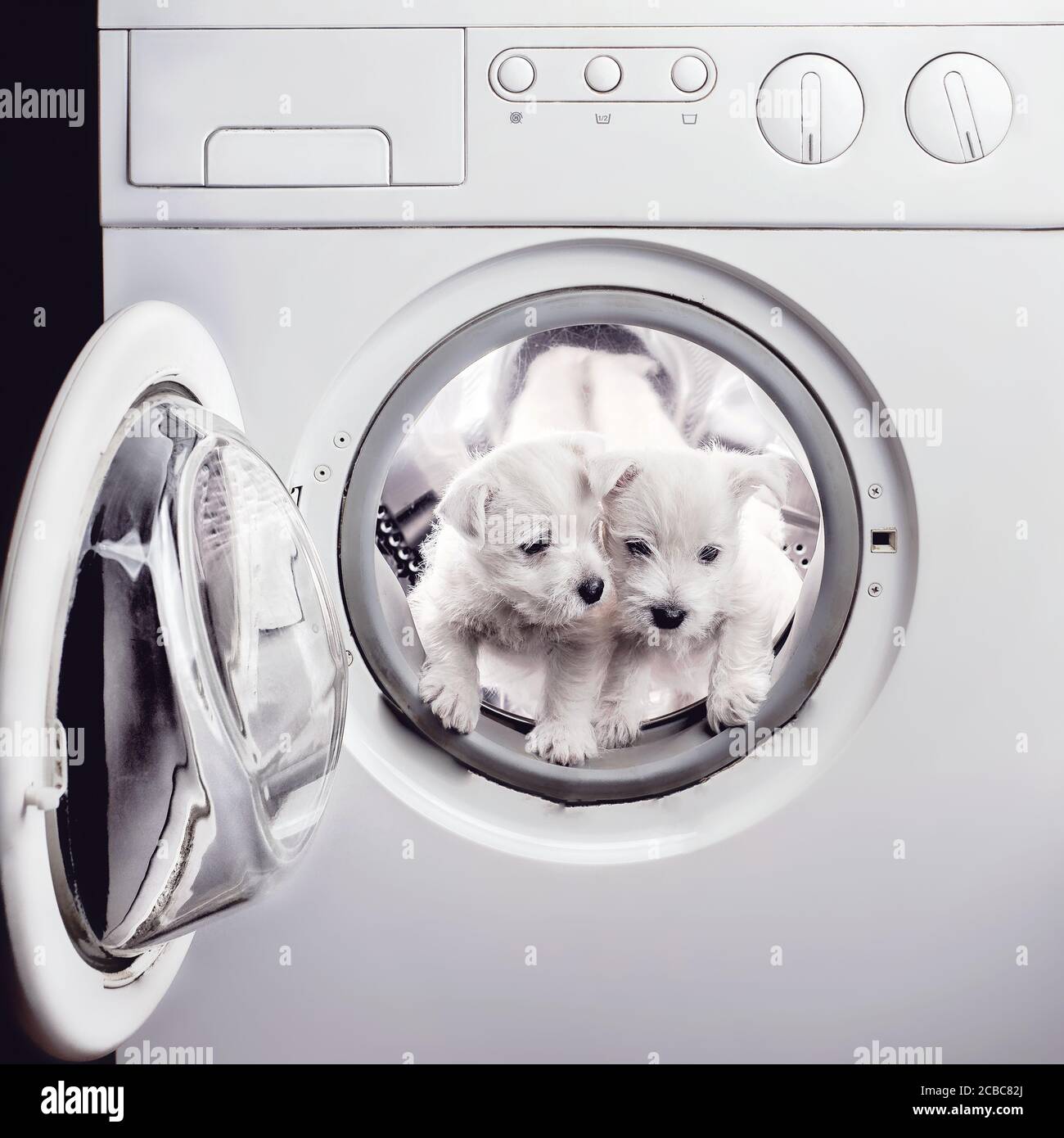 Dog wash machine hi-res stock photography and images - Alamy