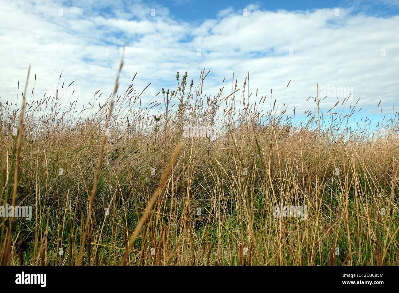 Rural landscape with dry grass on the meadow under blue sky with white ...