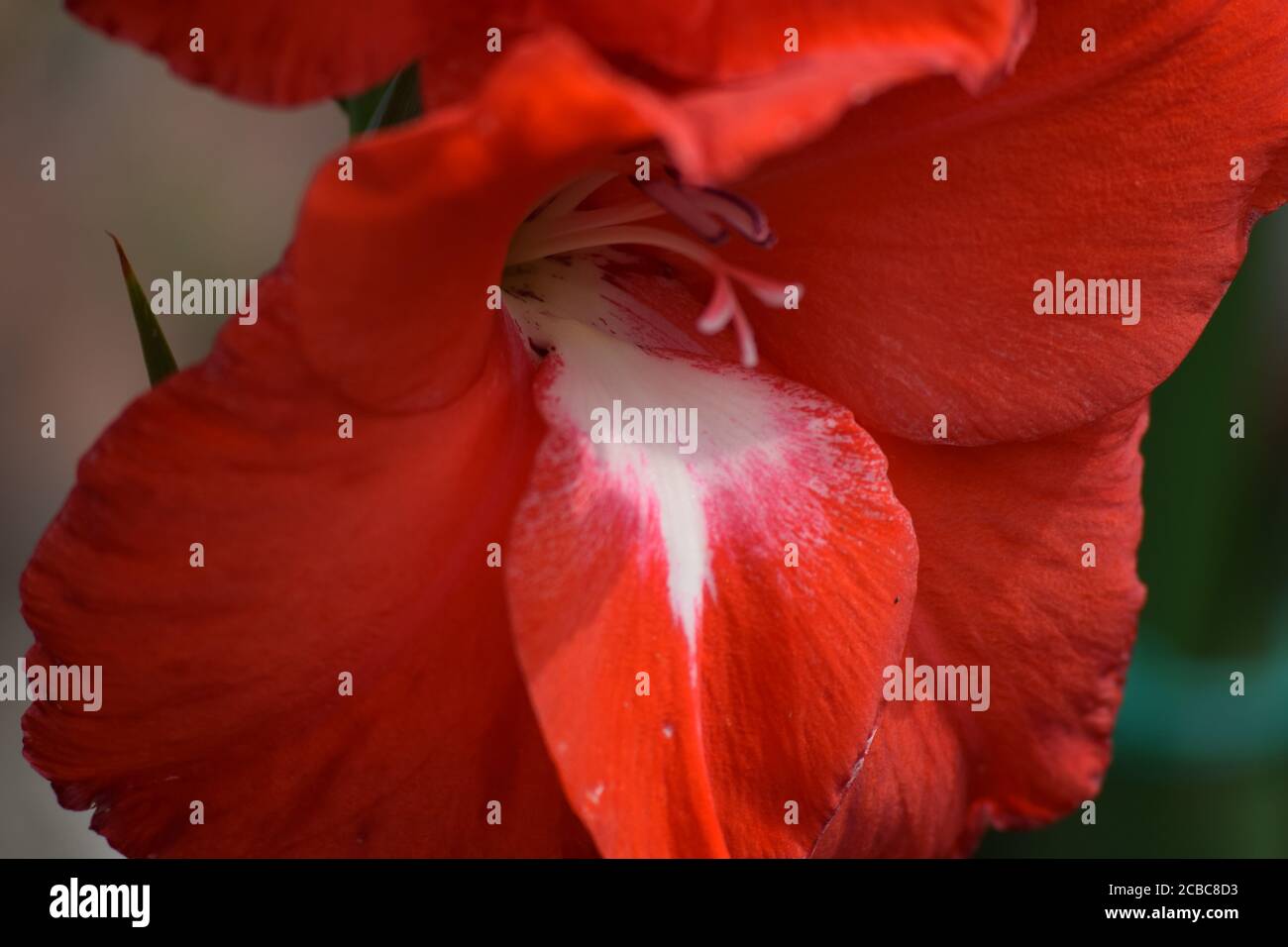 Red gladioli hi-res stock photography and images - Alamy