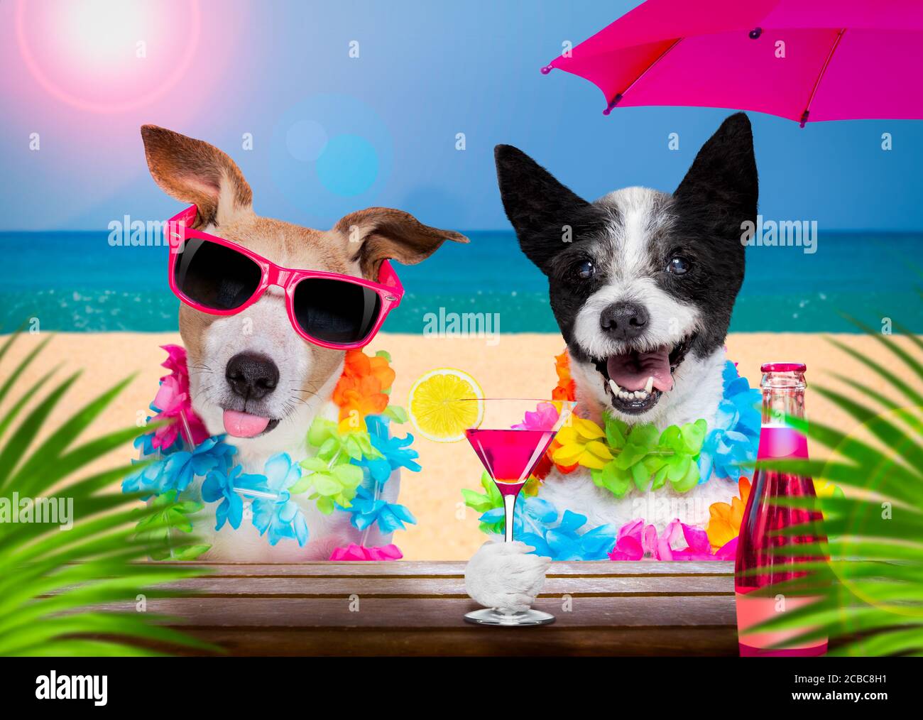 lady diva poodle dog with husband wearing sunglasses in summer vacation ...