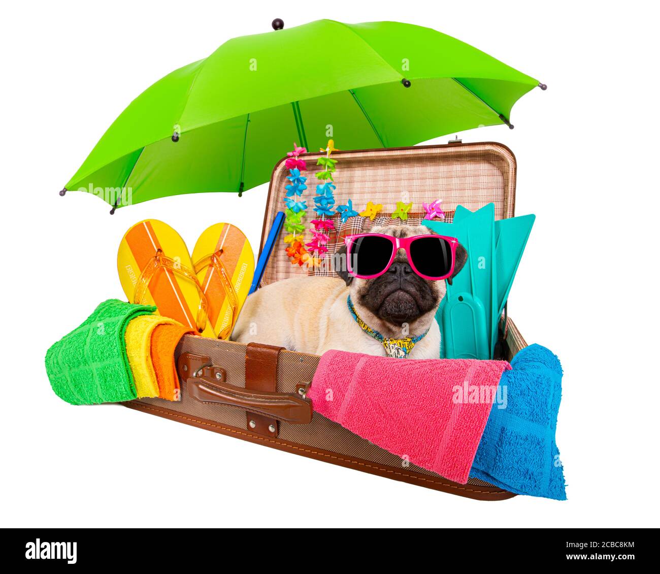 summer vacation pug dog in lugagge ready for holidays at the beach or ...