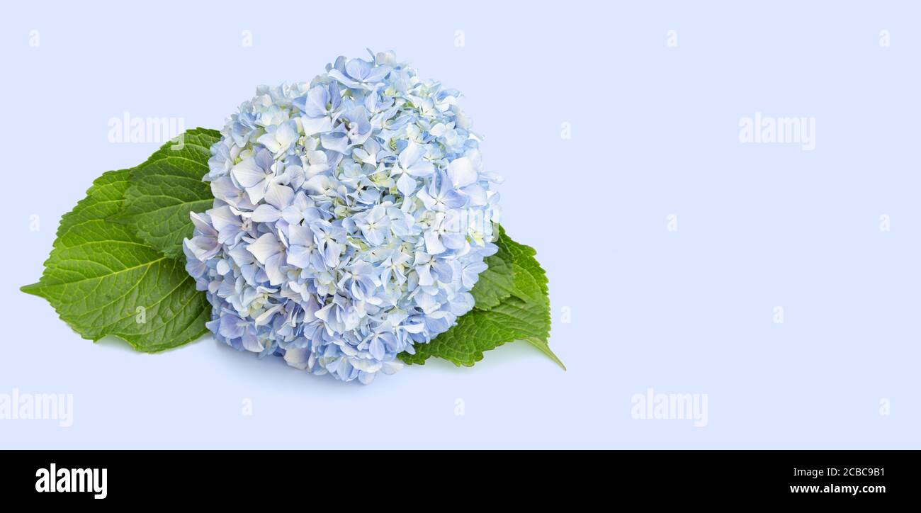 Blue Hydrangea on blue background. Banner, copy space Stock Photo - Alamy