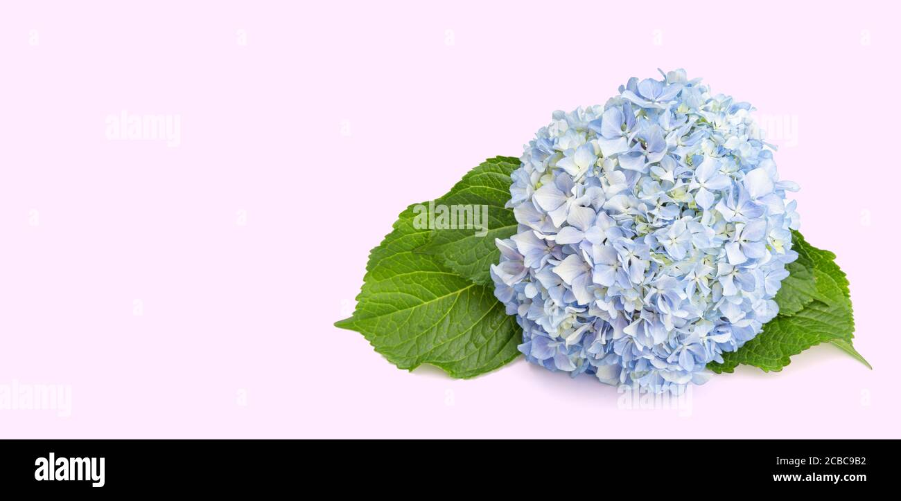 Blue Hydrangea on pink background. Banner, copy space Stock Photo - Alamy