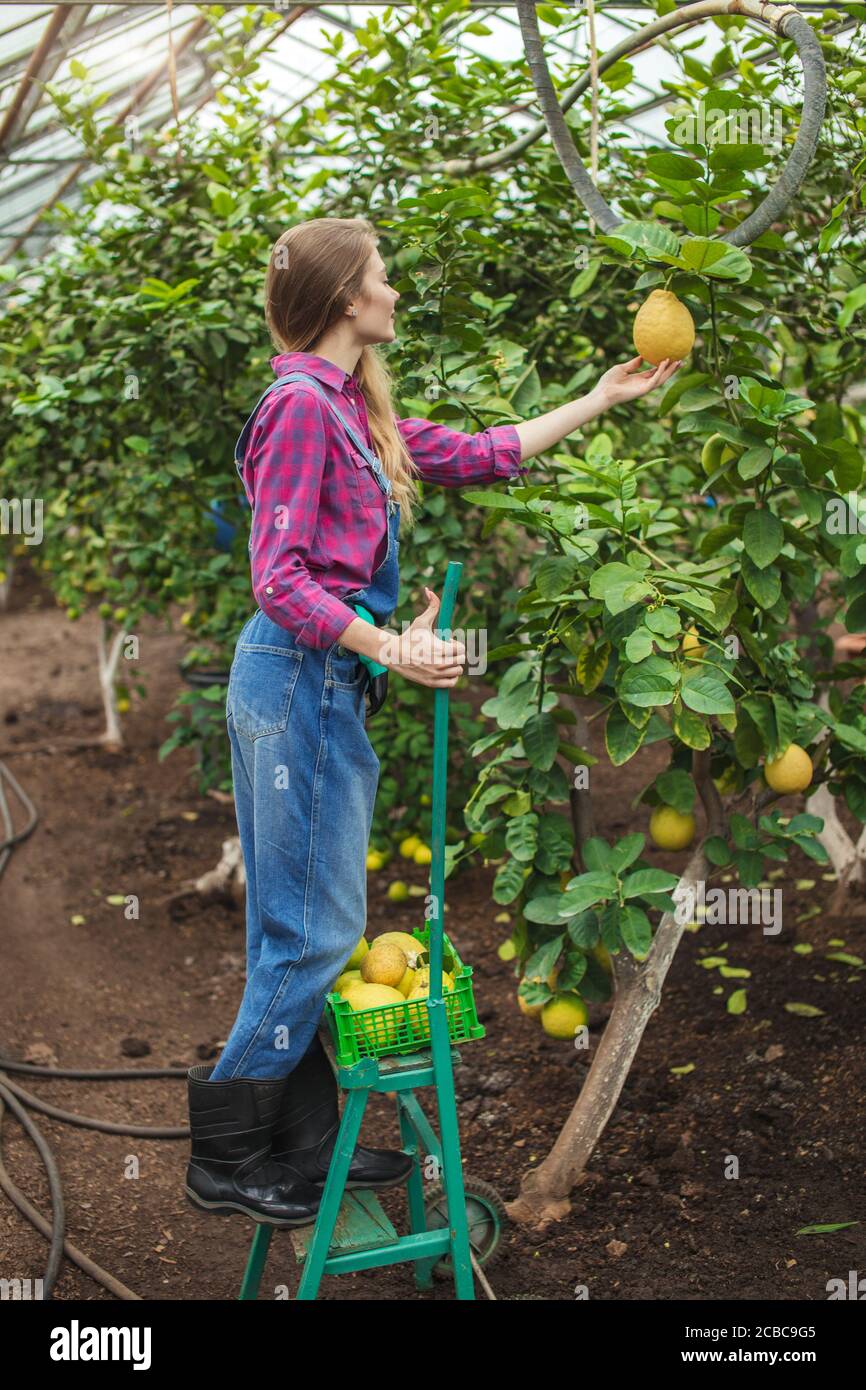 the process of picking lemons in the gargen . full length side view ...