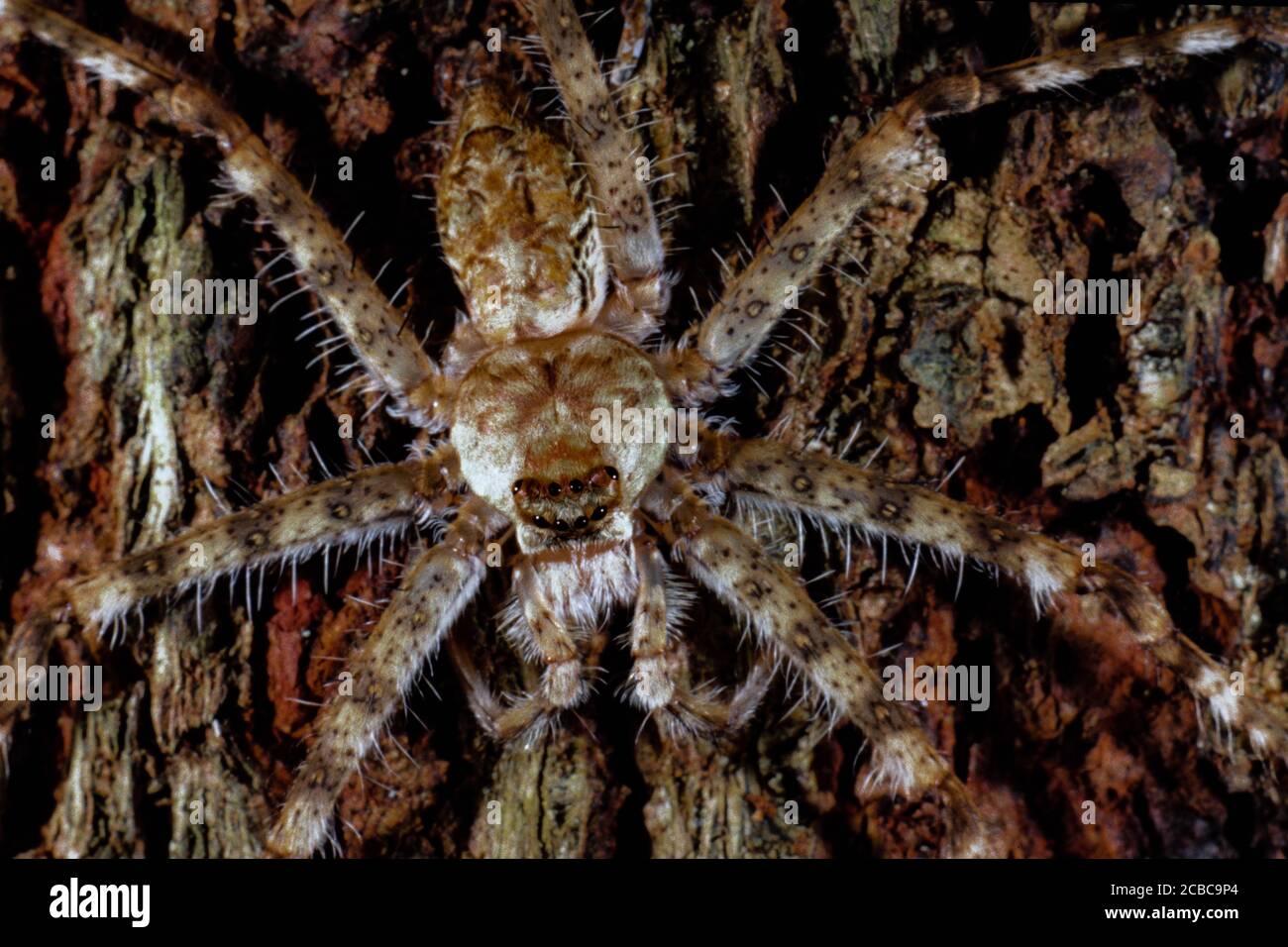 Yellow huntsman spider hi-res stock photography and images - Alamy