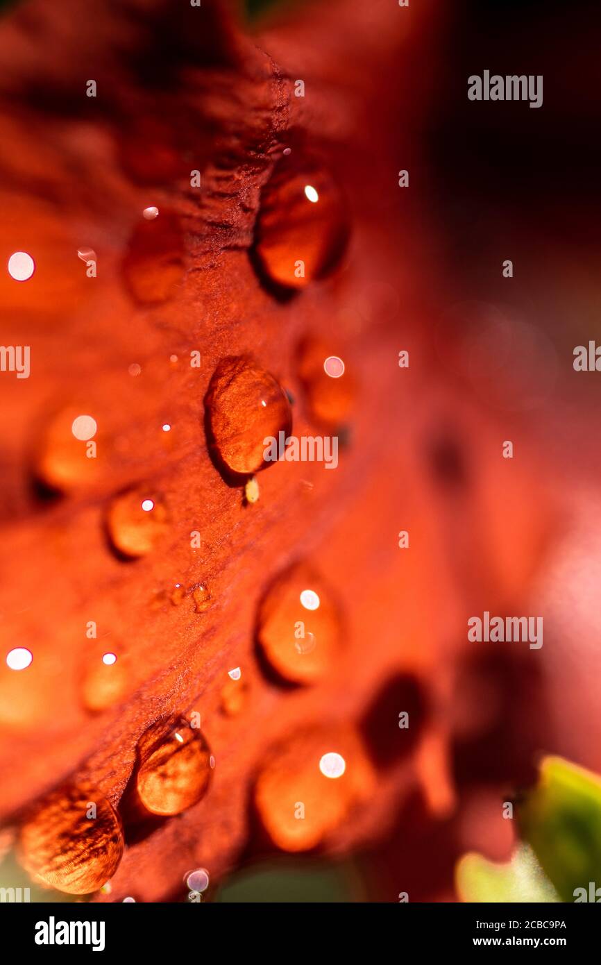 a macro image of a red flower petal covered in raindrops and sunshine ...