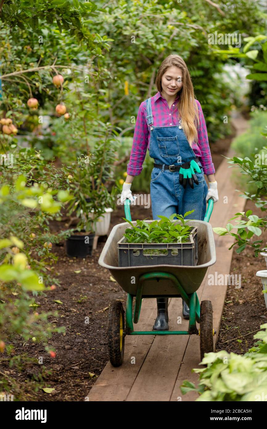 hardworking young blond woman pushing a cart in the greenhouse. free ...