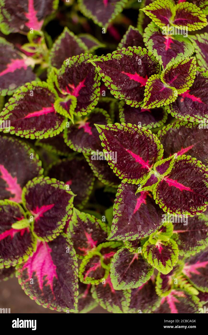 beautiful coleus leaves with green and purple colors , Plectranthus ...