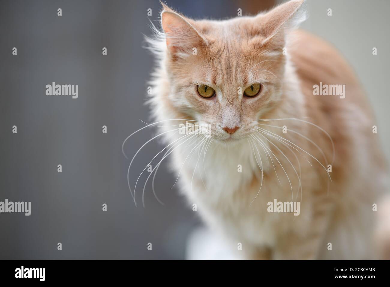 Majestic Maine Coon Stock Photo - Alamy