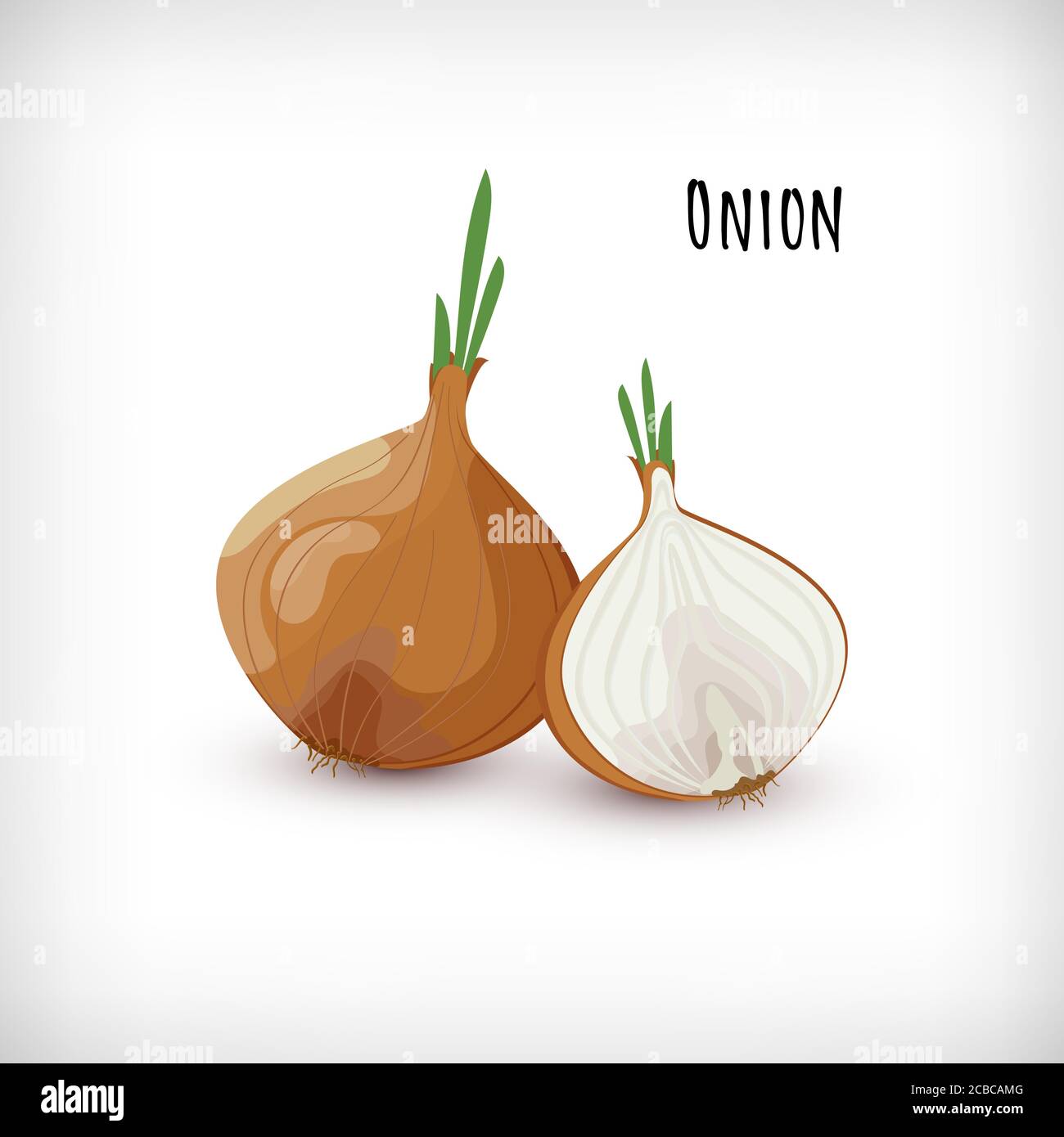 Onion whole and half with green leaves, roots in flat style. Vegetable ...