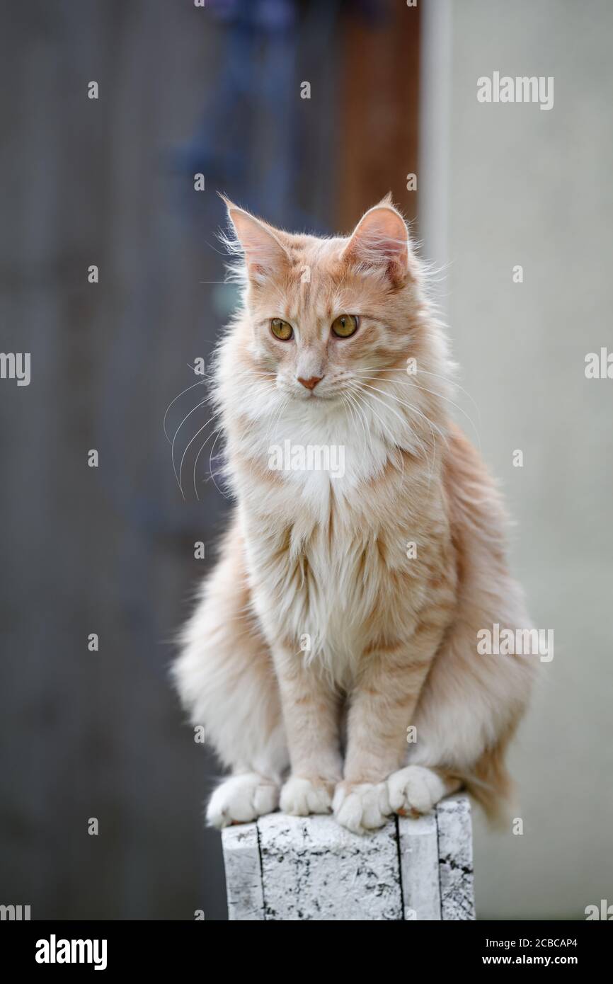 Majestic Maine Coon Stock Photo - Alamy