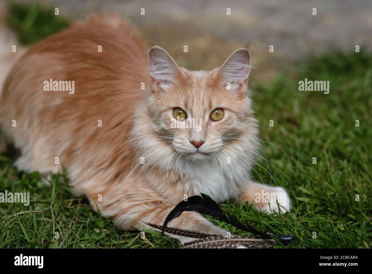 Majestic Maine Coon Stock Photo - Alamy