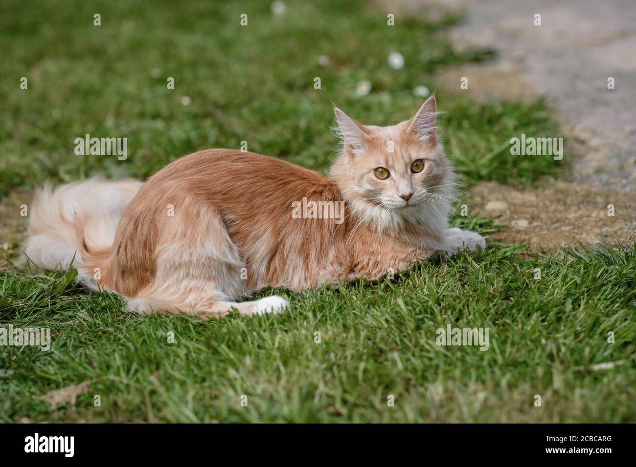Majestic Maine Coon Stock Photo - Alamy