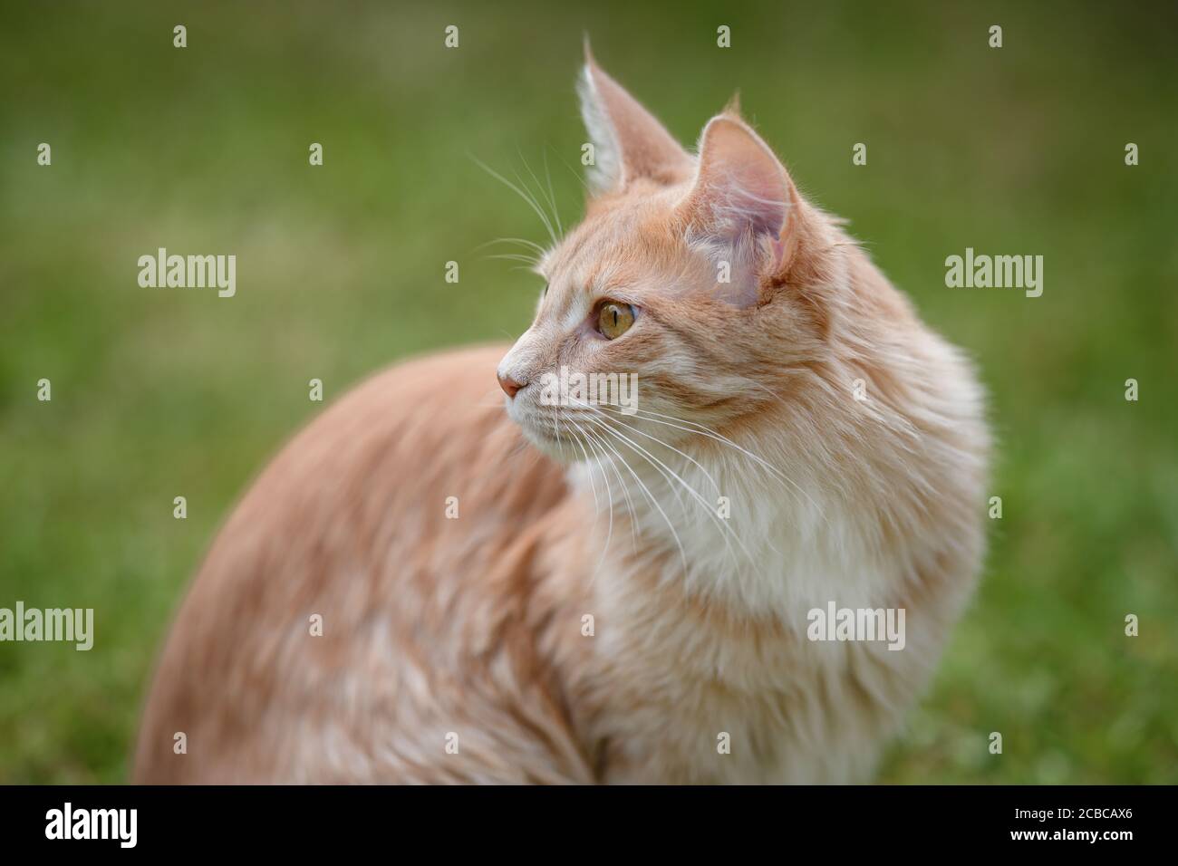 Majestic Maine Coon Stock Photo - Alamy
