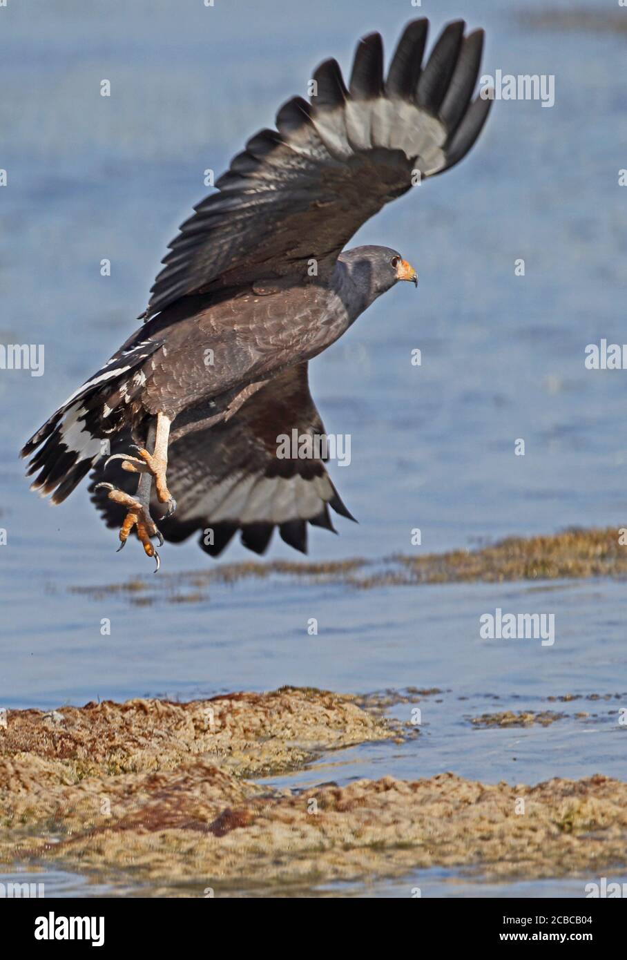 Cuban Black Hawk (Buteogallus gundlachii) adult taking off from mudbank ...