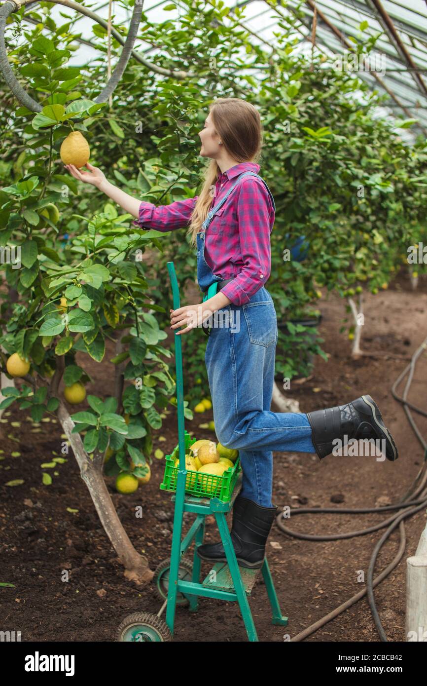 good looking gardener gathering the harvest. full length side view ...
