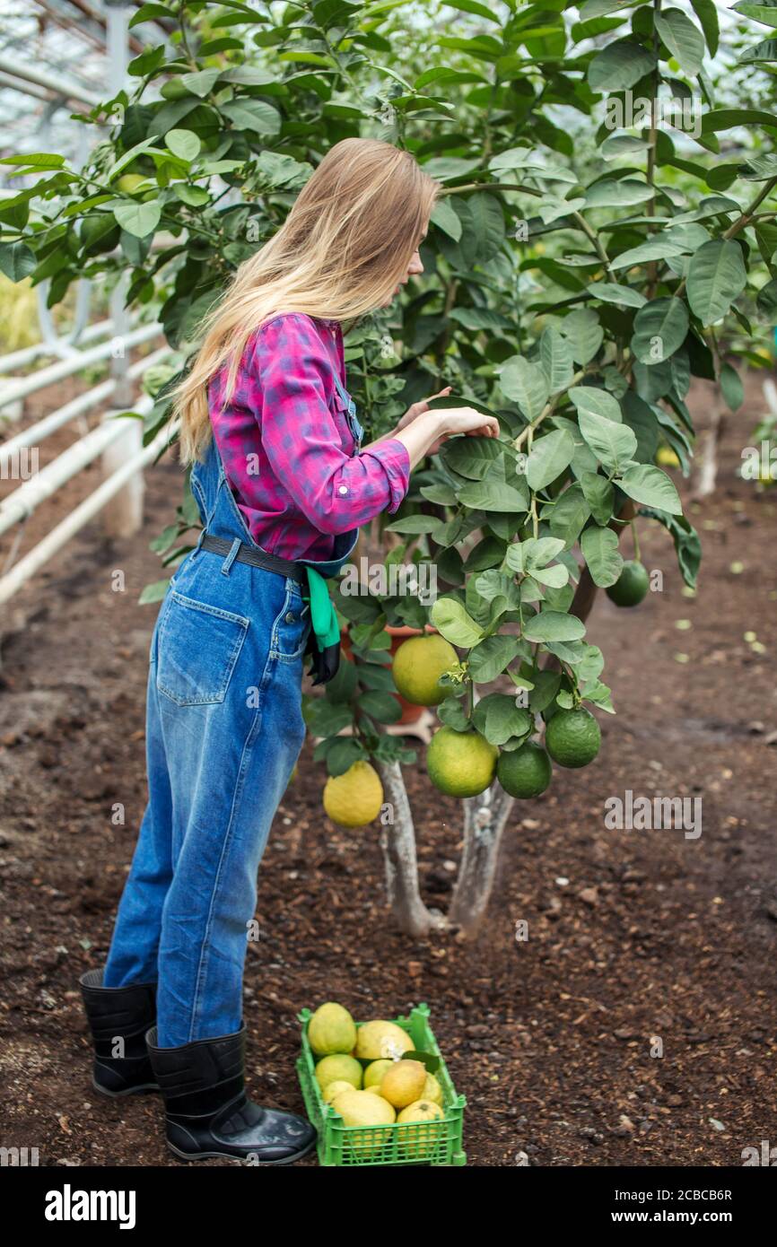 back view photo. young female gardener looking from lemons in the ...