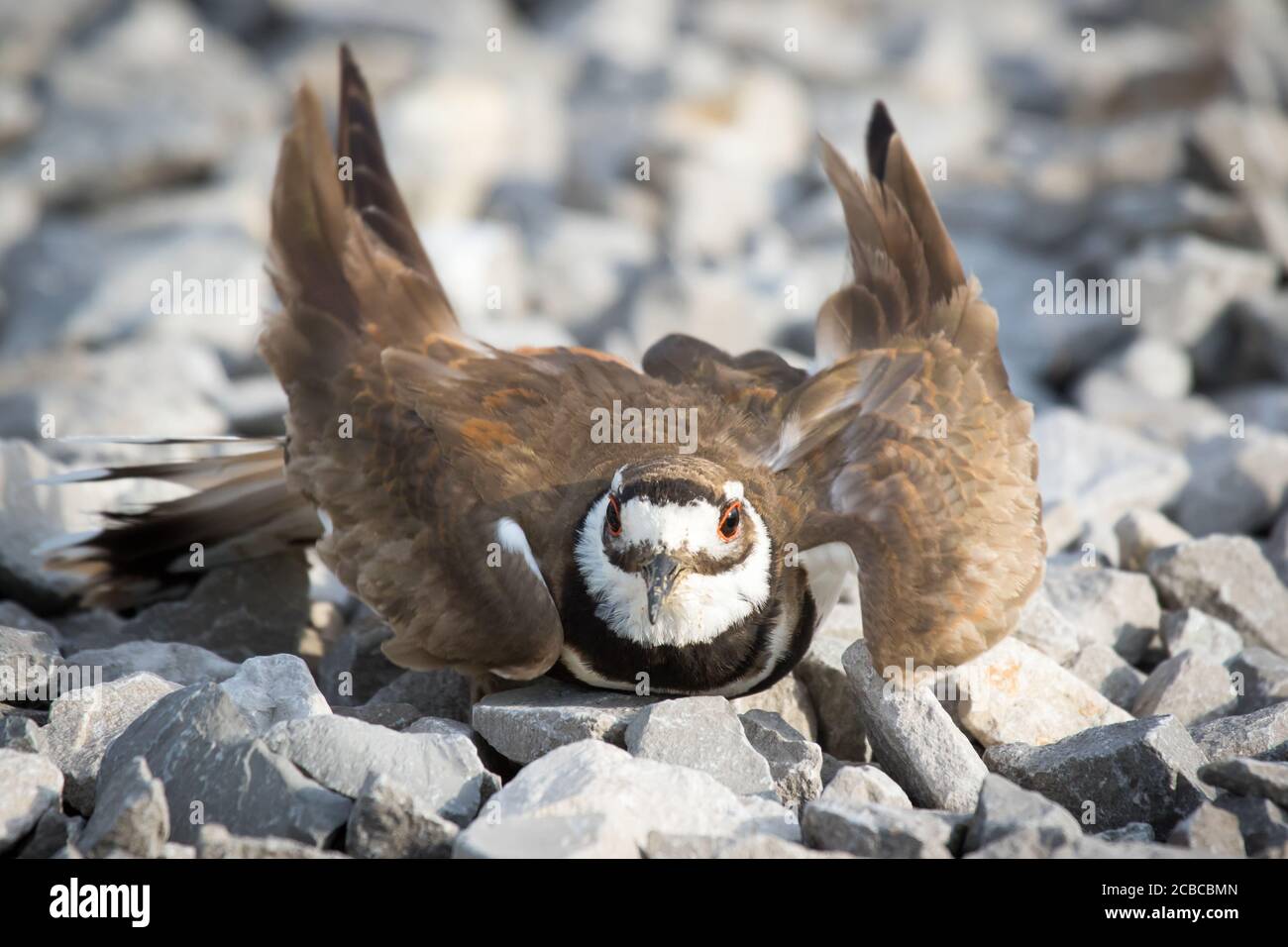 Camouflaged Killdeer protecting its nest on gravel Stock Photo - Alamy