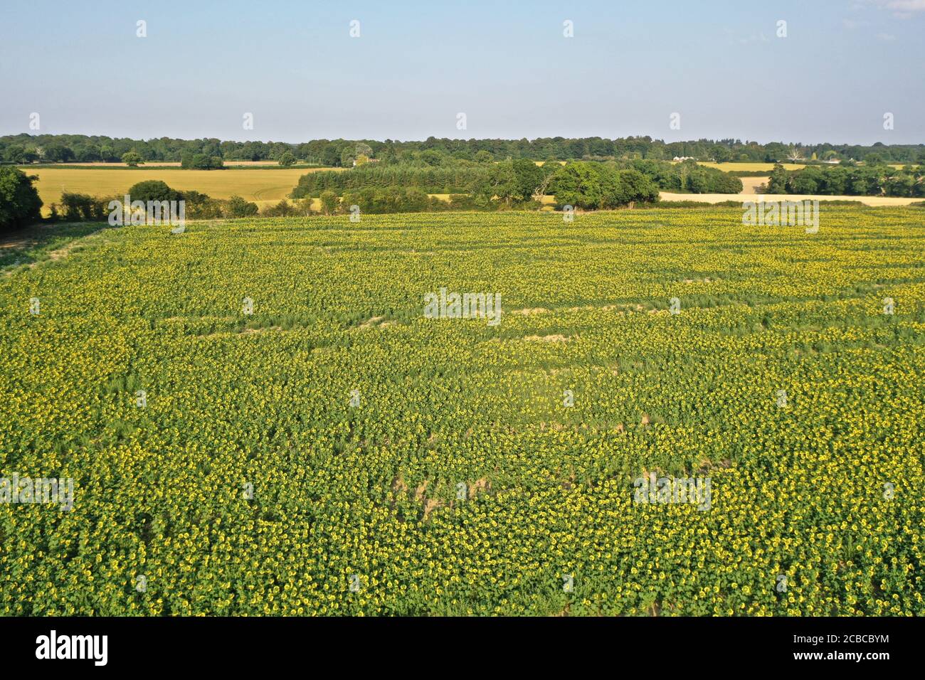 Aerial views of Sunflower field, Chesham, Bucks UK Stock Photo - Alamy
