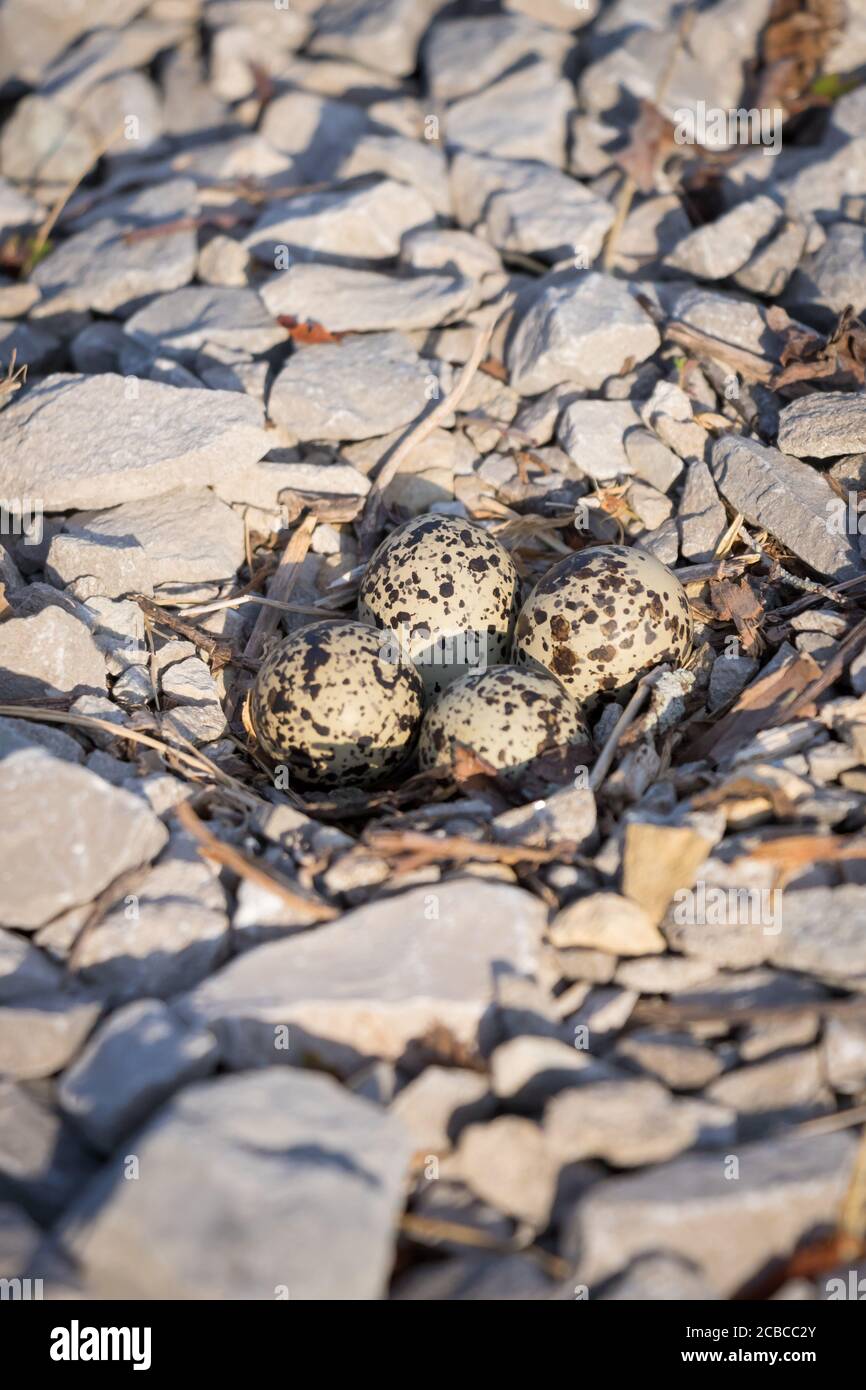 Four Killdeer eggs well camouflaged on gravel Stock Photo - Alamy